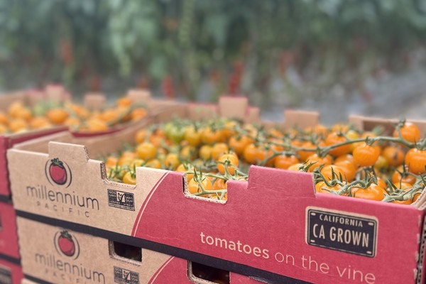 California-grown snacking tomato program strengthens West Coast supply