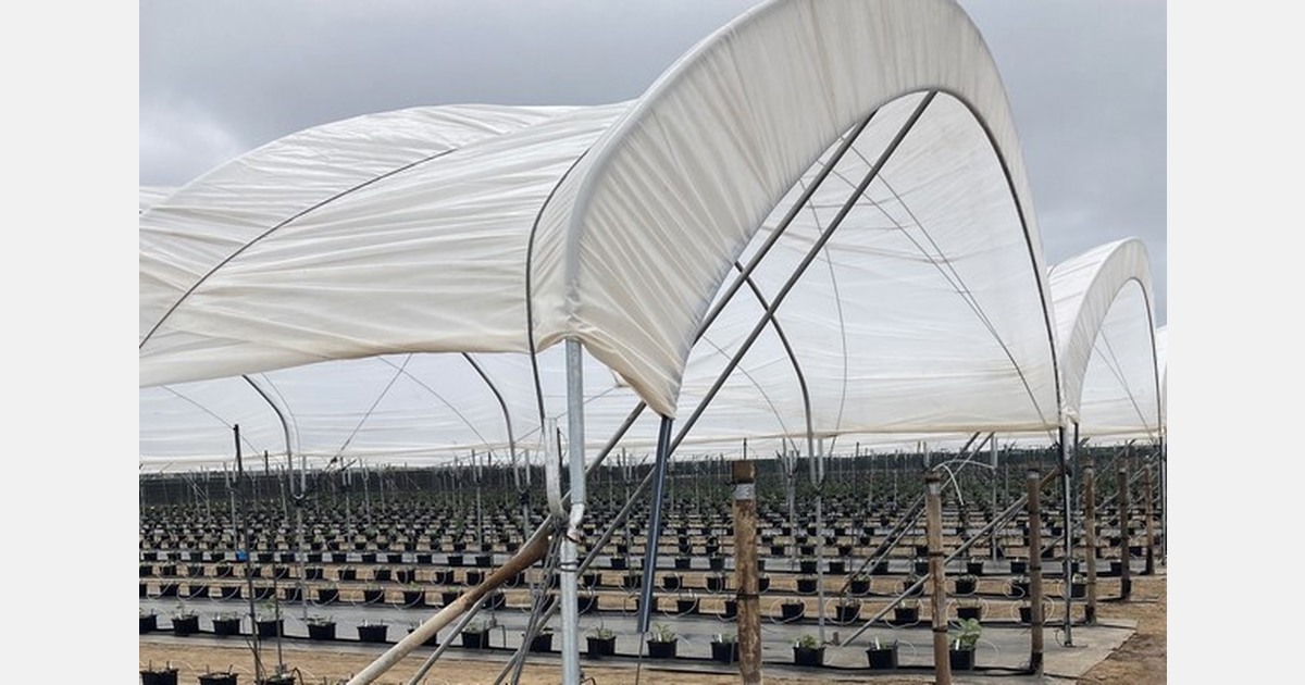 Breeding moving closer to commercialization of new berry varieties