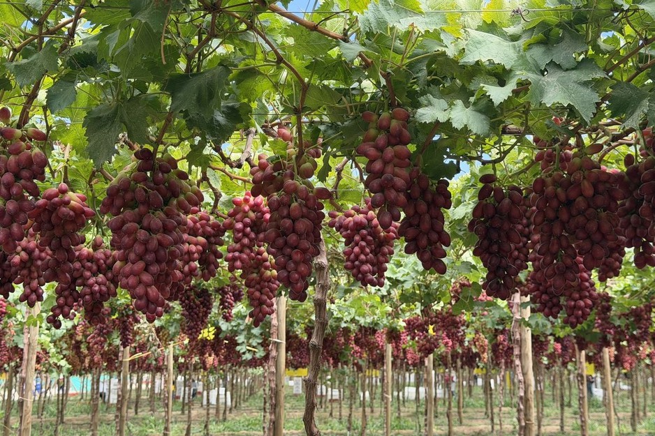 Global platform enables the validation of essential traits for table grapes