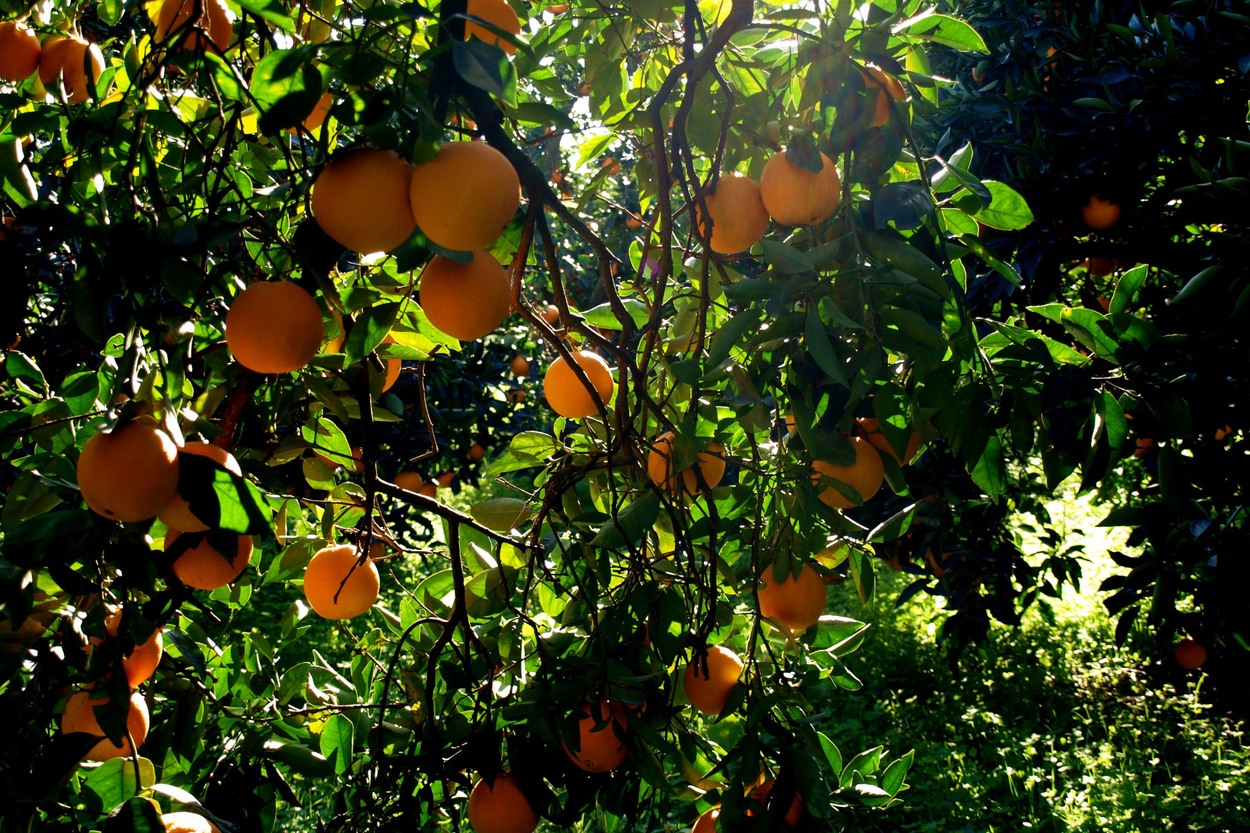 Dutch wholesaler focuses on quality with tree-ripened Greek oranges