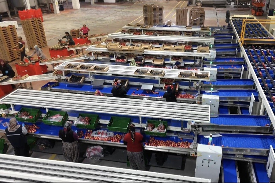 Turkish organic producer add 6-lane apple pre-sorting line