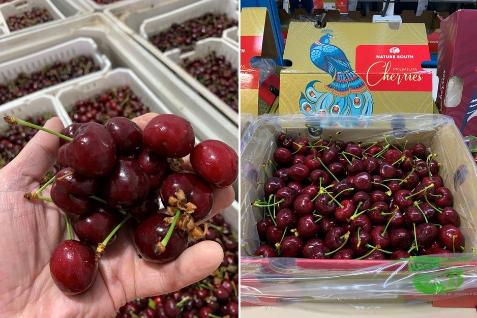 Strong movement of Chilean cherries in the U.S. due to improved ...