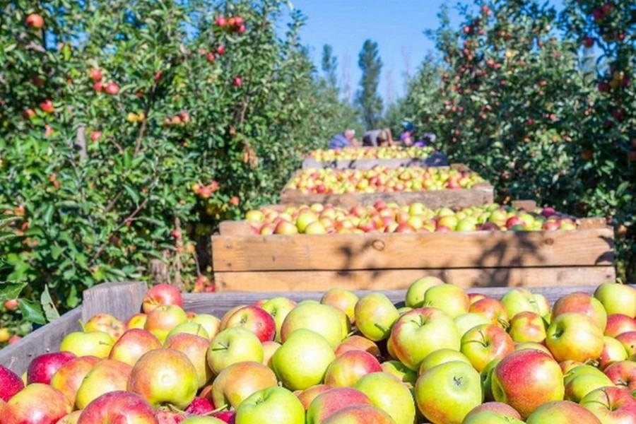 U.S. apple storage down three percent over January 2025