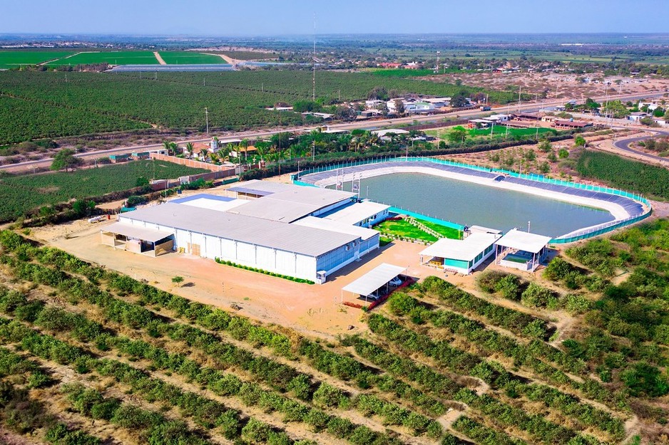 “Airfreight mangoes are three times more expensive than sea freight"