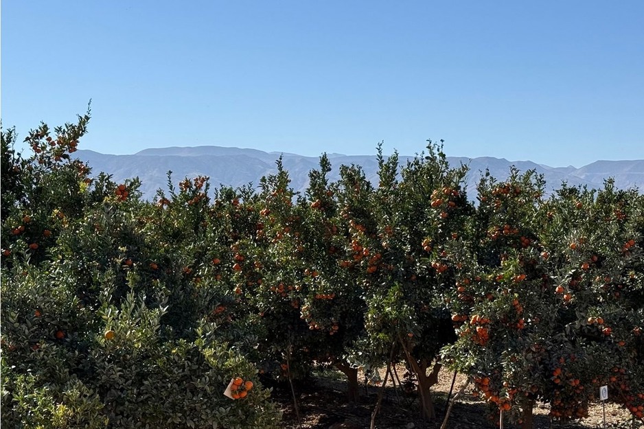 California rains offer opportunities for citrus from Morocco this season