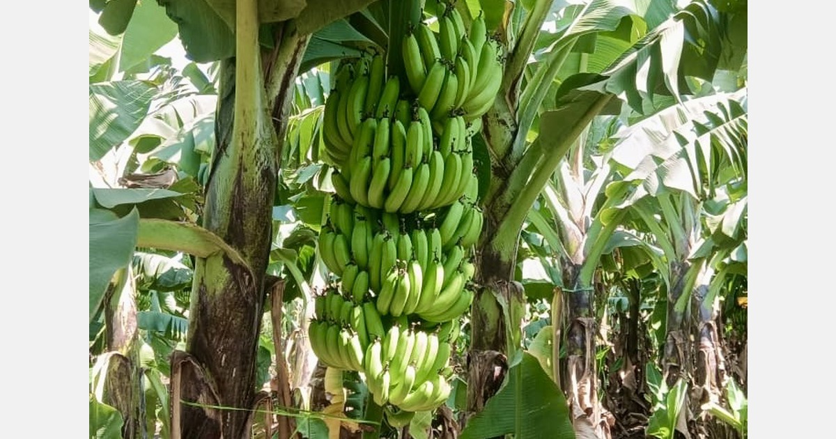 “Zero-waste banana chain yields 10-12% higher grower returns in India”