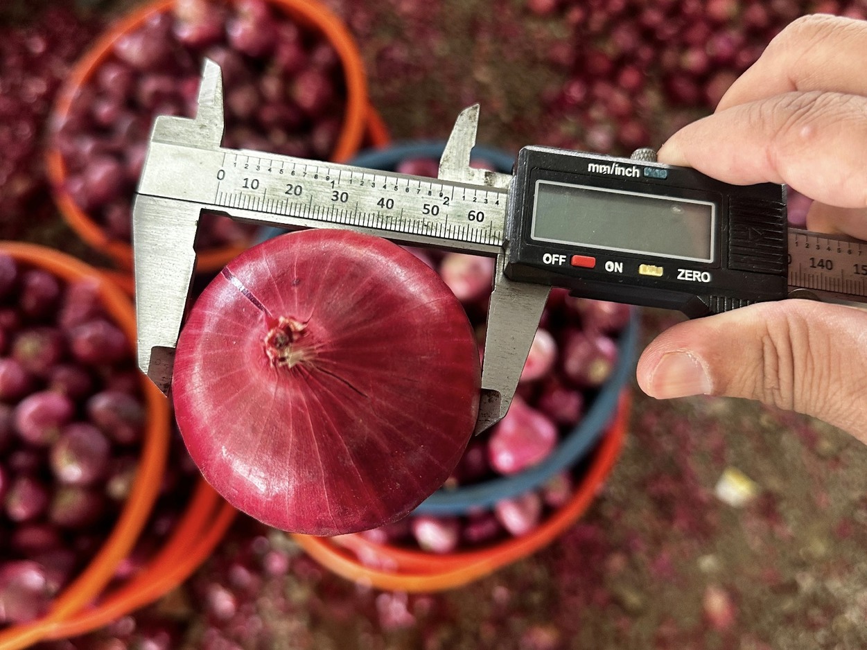 “Turkey, Egypt grab early share as Indian red onion season lags by 45 days”