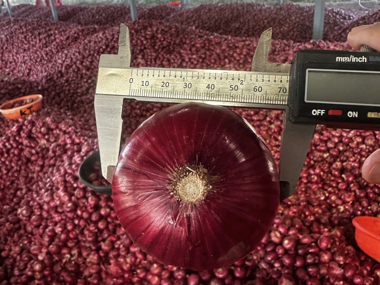 “Turkey, Egypt grab early share as Indian red onion season lags by 45 days”