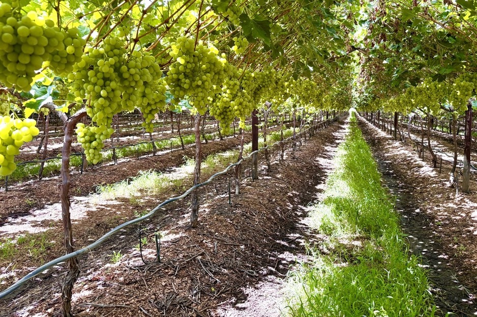 Grape peak expected with quick ripening of later varieties