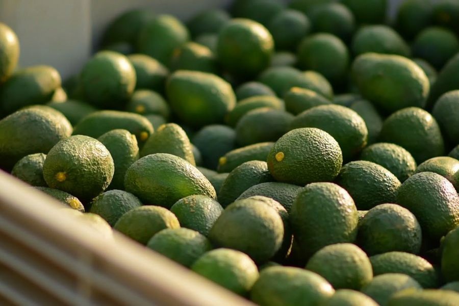 “Mexico’s pro-forest certification for the avocado industry is a key ...