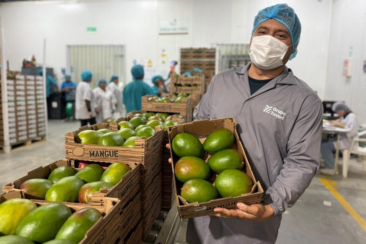 Peru’s mango season is peaking