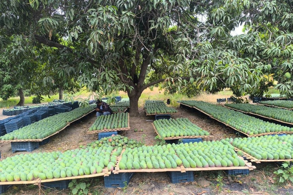 Peru’s mango season is peaking