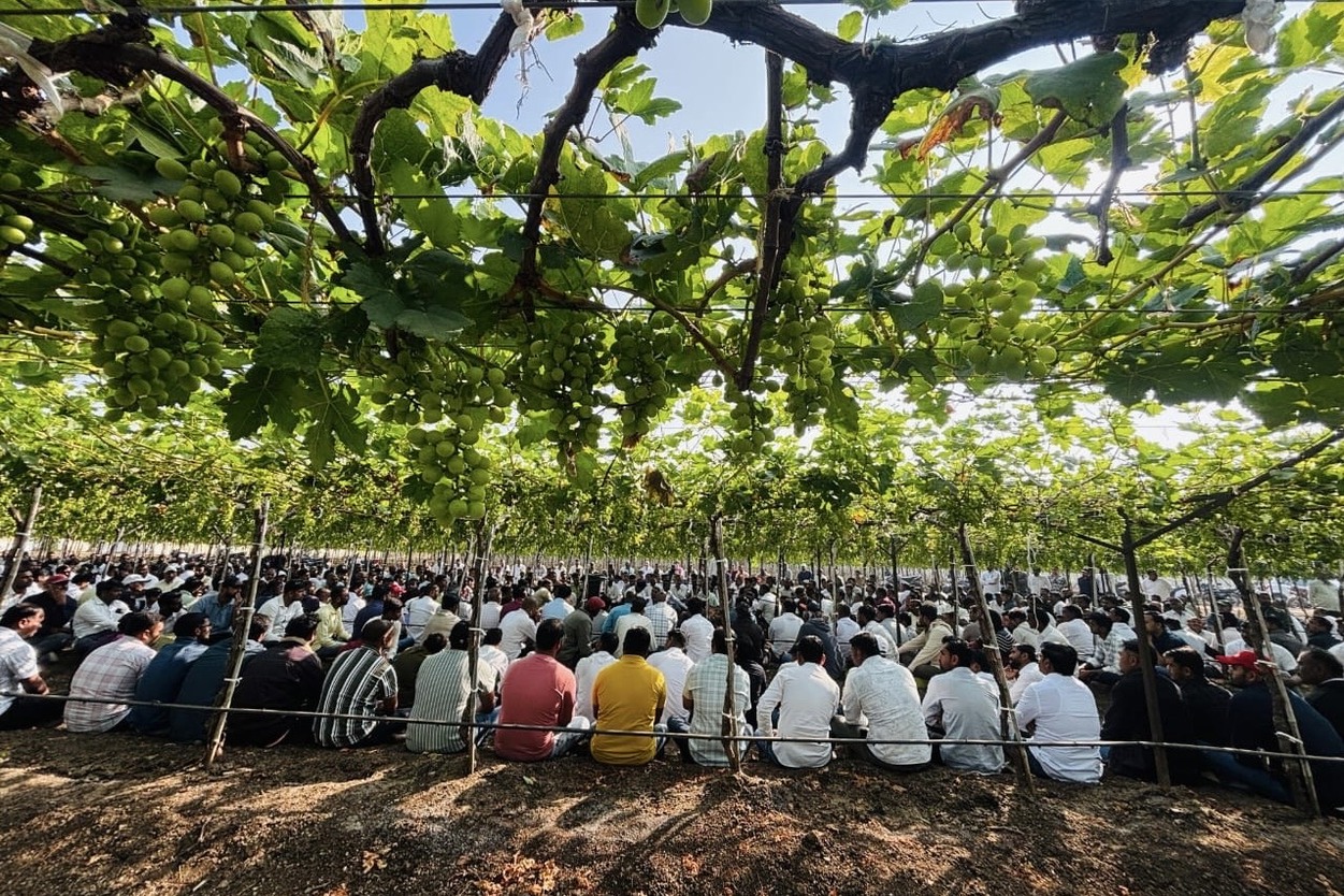 “Newer grape varieties are keeping export hopes alive in India”