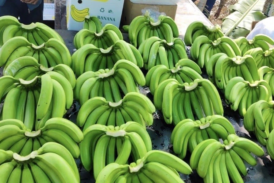 “India accounts for 1/4th global banana production, yet exports capture ...