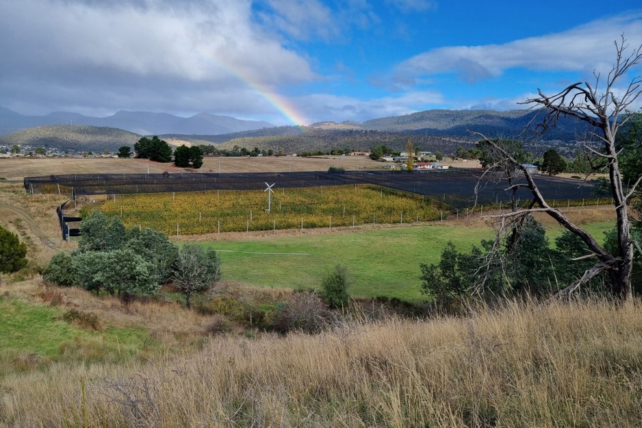 “Our harvest should be hitting Asian countries around Lunar New Year"