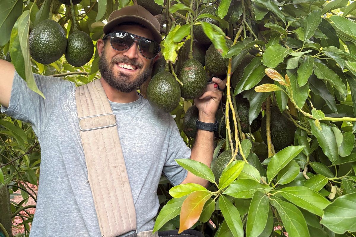 Avocado acreage in Sacramento Delta region continues to expand