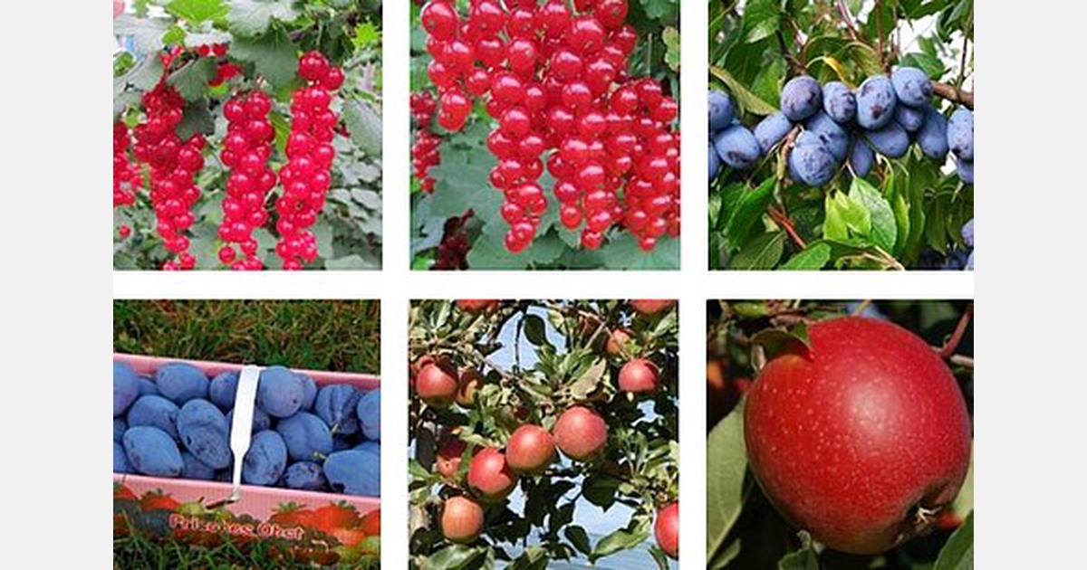 Aromatic and robust fruits for production and trade
