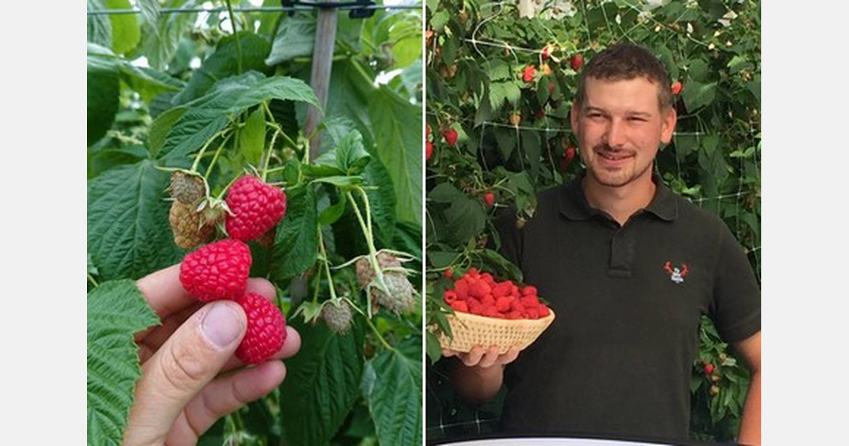 Austria's largest raspberry centre is to be built in Puch