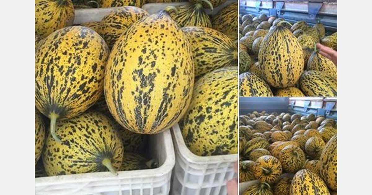 Turkish melon season ready to start