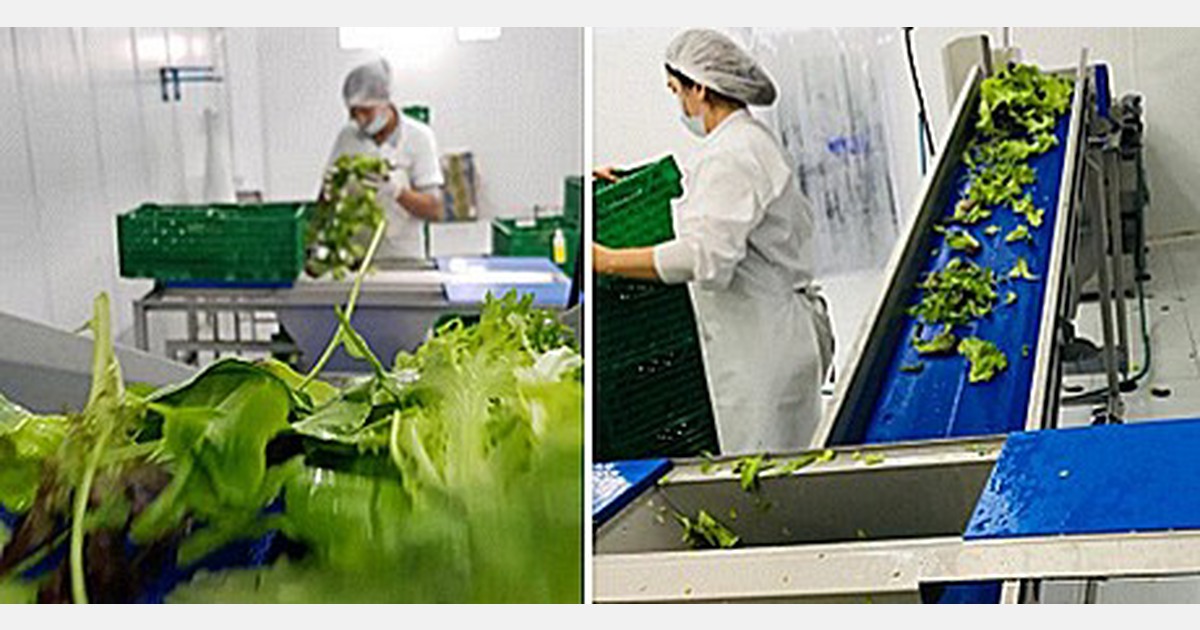 Production of fresh, ready-to-eat salads in Uruguay