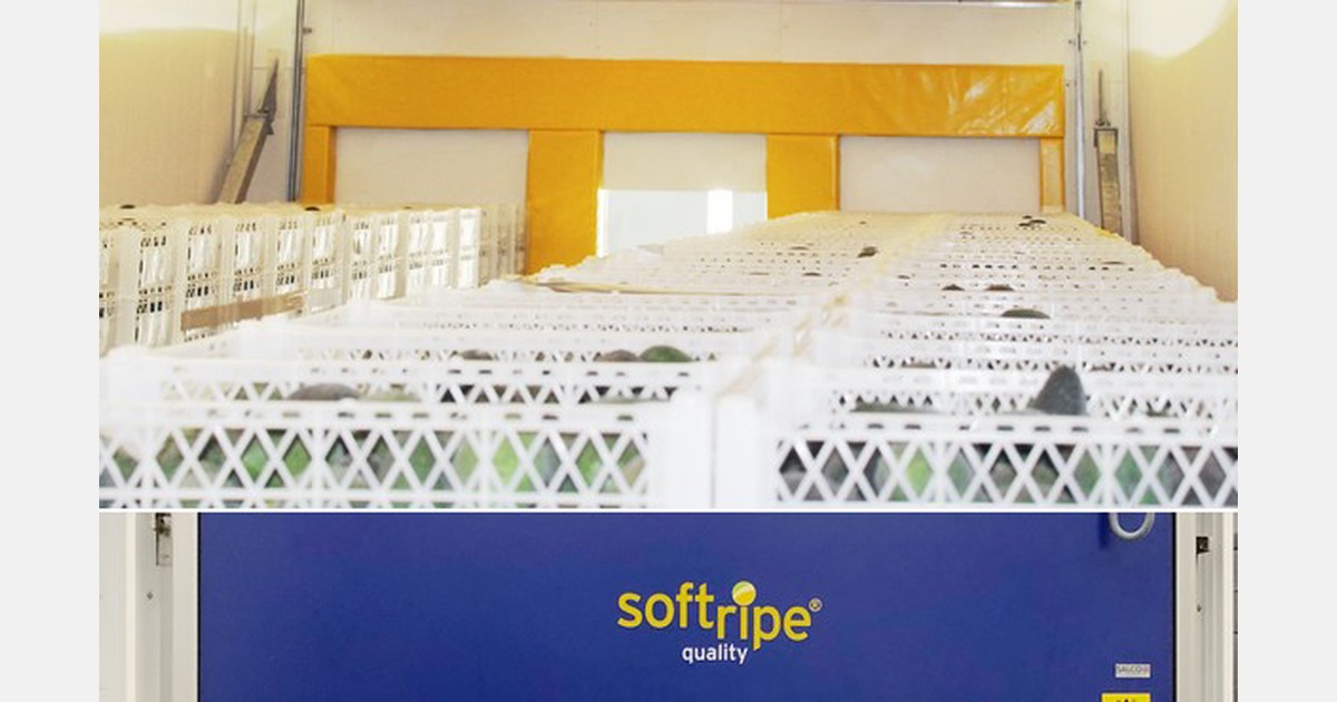 Softripe sets new quality standard for ripening avocados