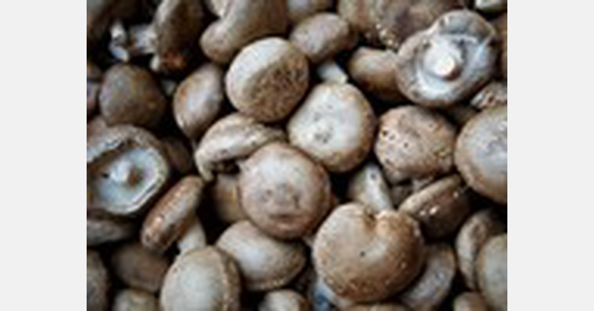 More demand for Swiss mushrooms