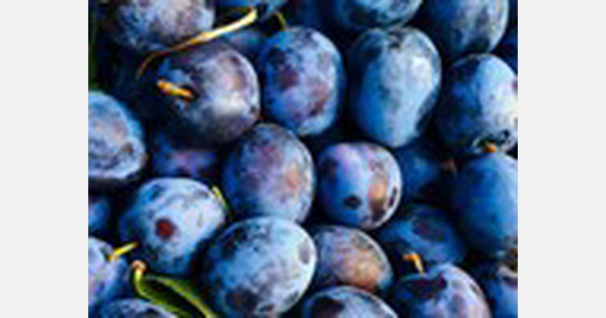 "Plum crop decline of 70-80 percent"