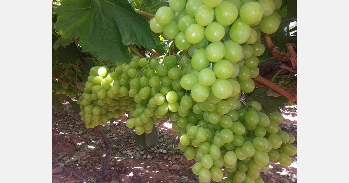 "The quality of Moroccan grapes is excellent"