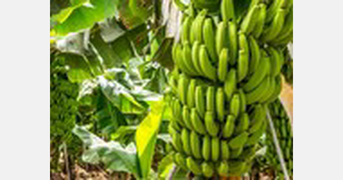 Living wages and incomes in banana producing countries