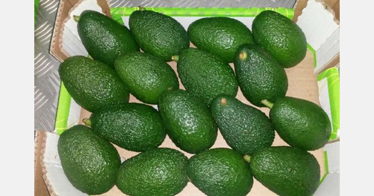"We offer a choice between Moroccan Hass and Fuerte avocados"