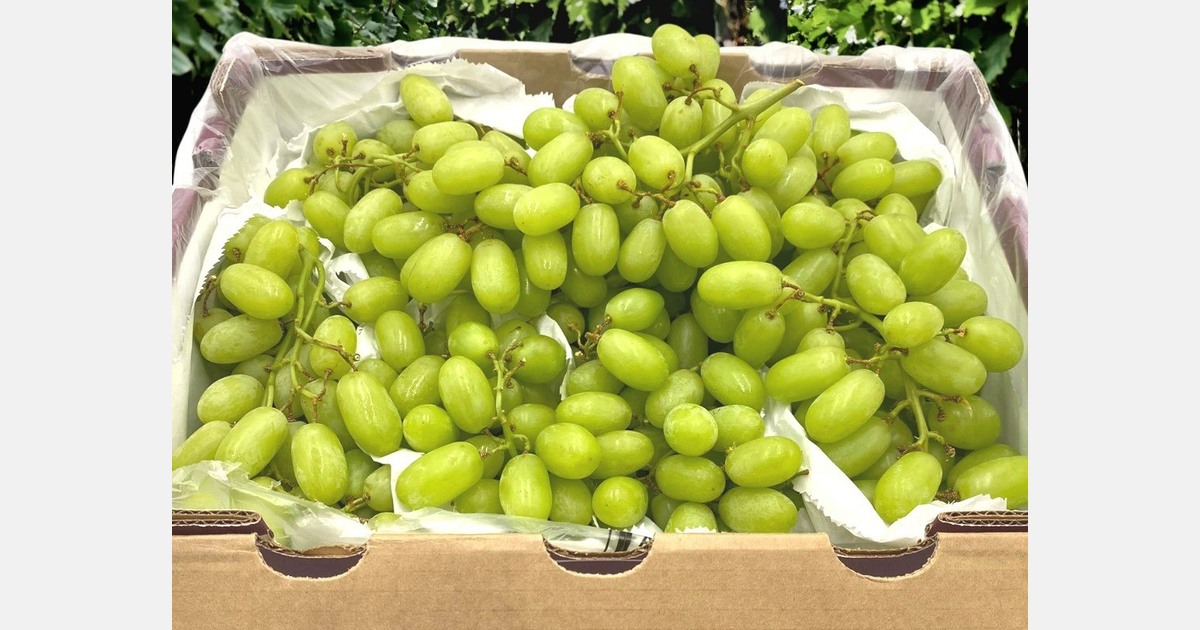 "This week, the first grapes have been shipped from India"