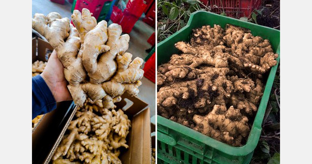 "Fresh and processed ginger combination expands sales opportunities"