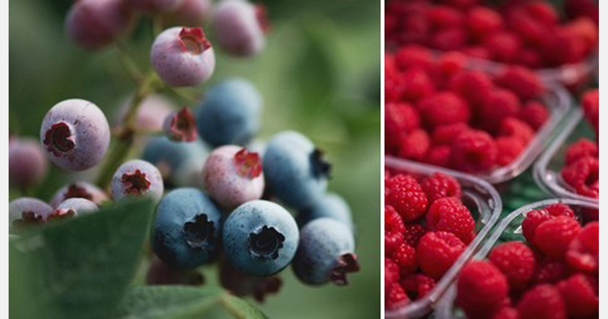 "This year, too, we expect blueberries to increase in volume by ten ...