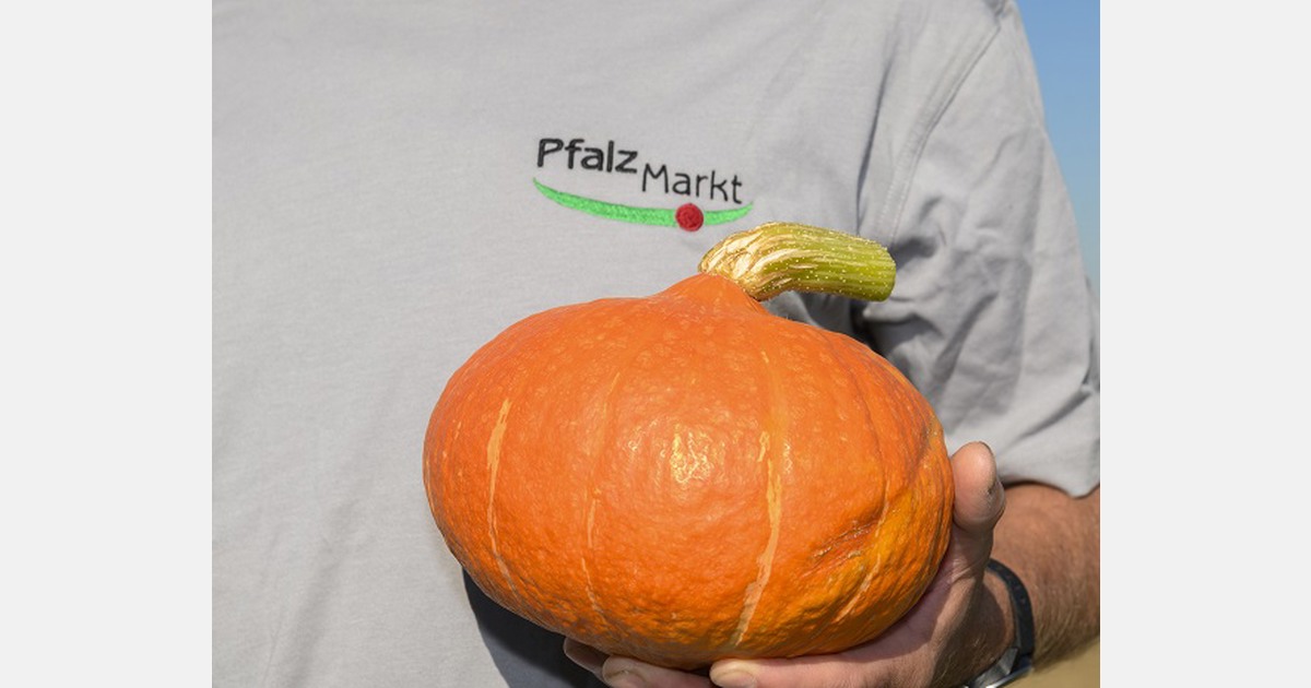 "We saw a pumpkin renaissance in 2022 regarding the more familiar and ...