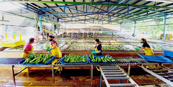 "Lower CO2 emissions, perfectly ripened bananas and increased ...