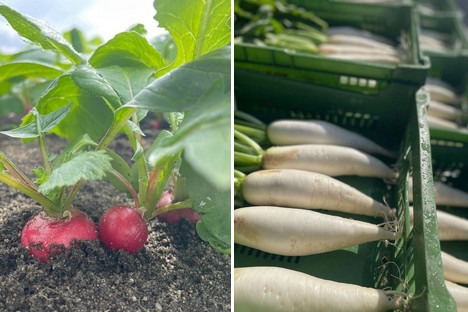 "Our winter red radishes have established themselves well in both food ...