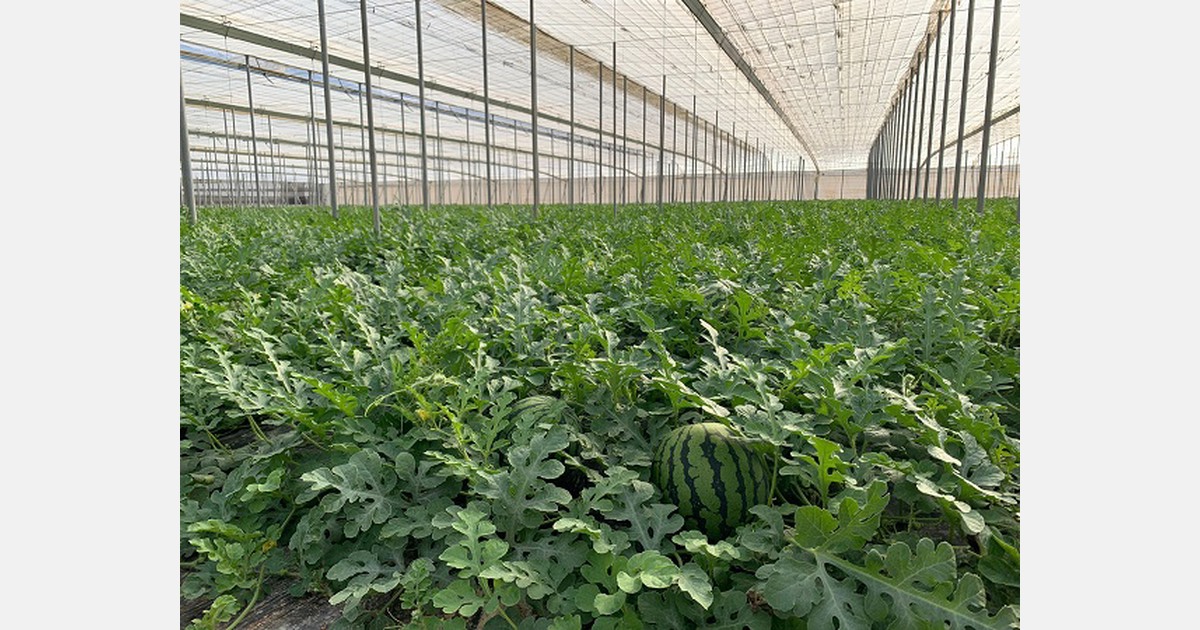 "10 to 15 percent decline in melon acreage expected in Spain - focus on ...