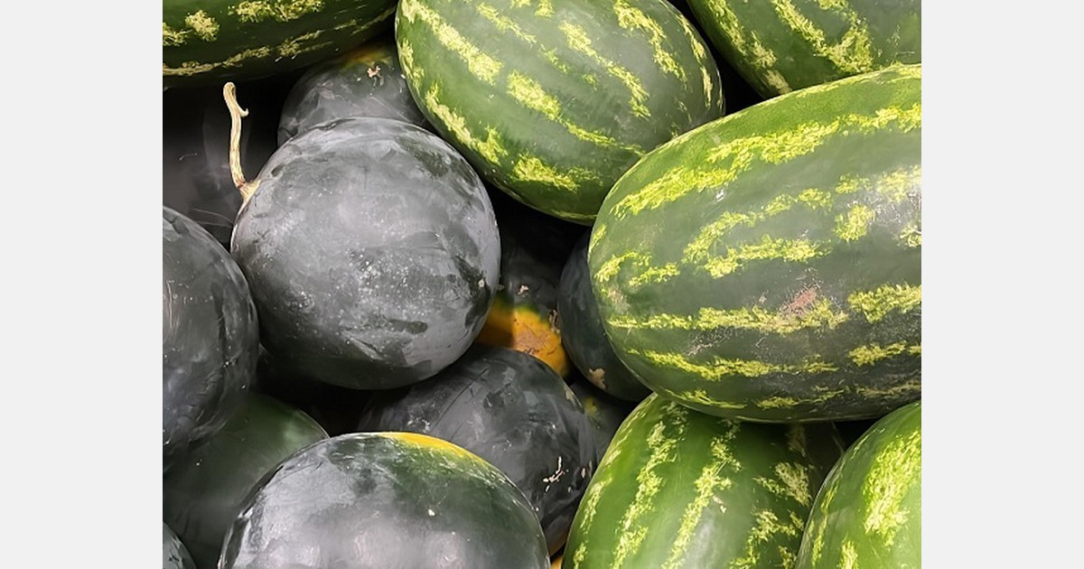 "Surprisingly stable qualities in Turkish watermelons"