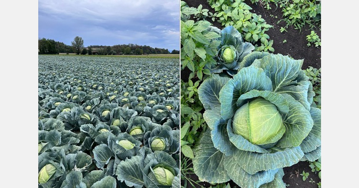 "Due to the warm weather, sales are clearly lagging behind"