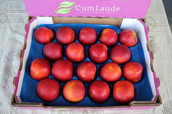 "Significant growth expected for South African nectarines"