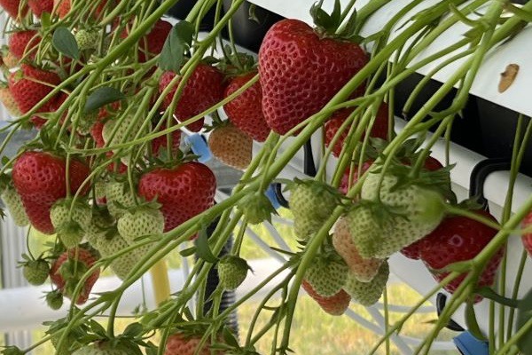 "Jack strawberry variety achieves significantly higher yields than ...