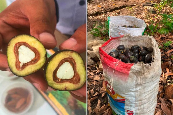 "With Philippine Pili nuts, we have created a unique premium nut concept"