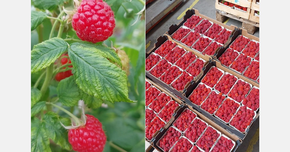 "Good market position for German autumn raspberries from mid-August"