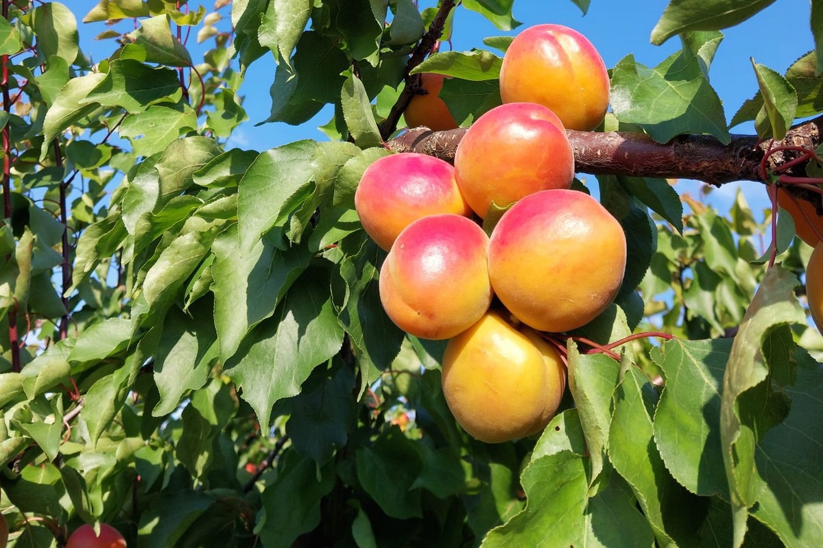 Hungarian apricot season kicks off earlier than ever before!