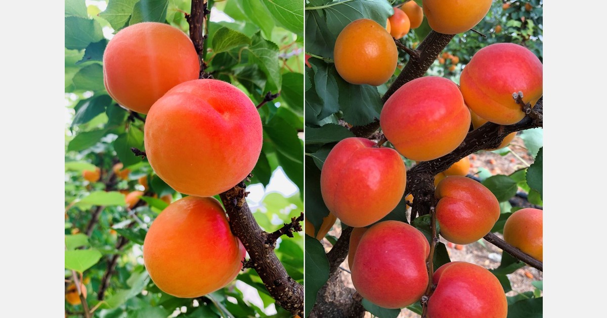 'Good starting position for domestic apricots'