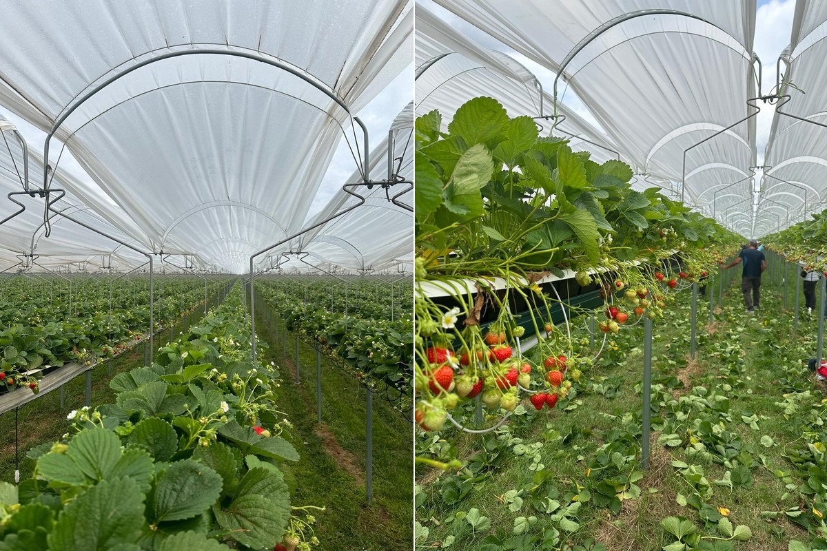 "Weak yields in the field and greenhouse, encouraging quantities of ...