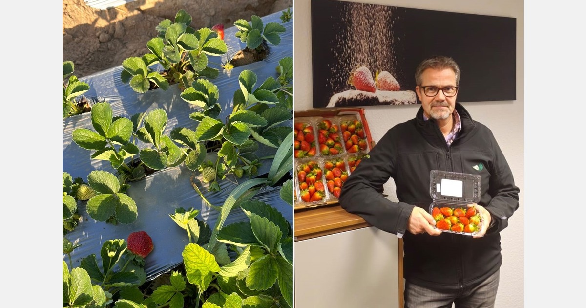 "Falling prices for Egyptian air freight, delayed start to Greek strawberry season"