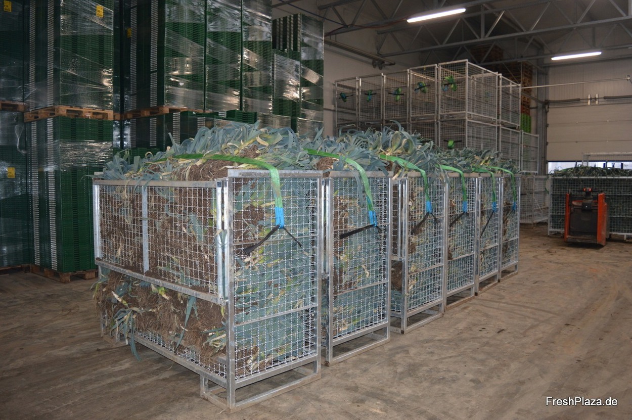 Mechanization of leek harvesting and processing