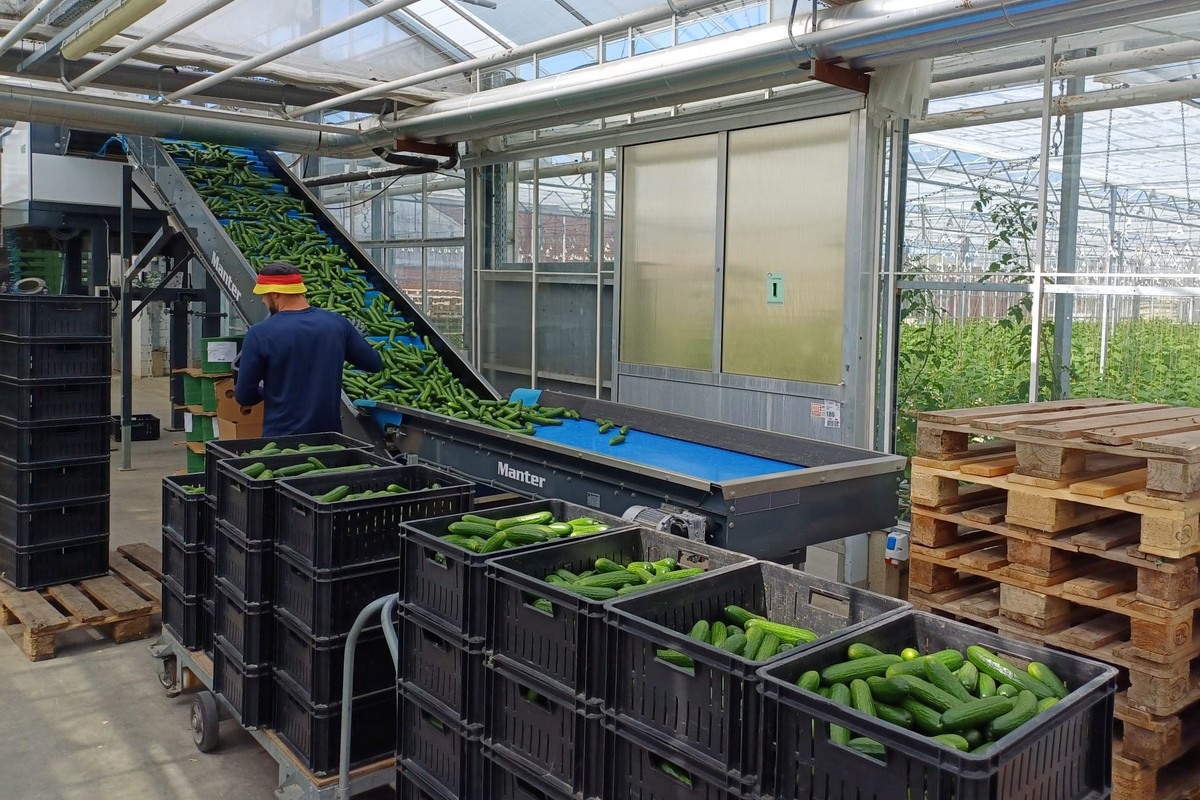 "Higher yield increases for snack and mini cucumbers compared to ...