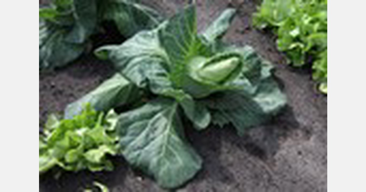 Pointed cabbage season begins early summer